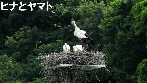 【野田市こうのとりの里】★2024617★ 巣立ちがもうすぐ（ヤマト＆ひなたの雛2羽）【野外営巣】 Youtube