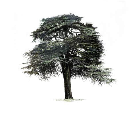 60 Cedar Tree Ideas To Save Today Cedar Trees Tree Cedar And More