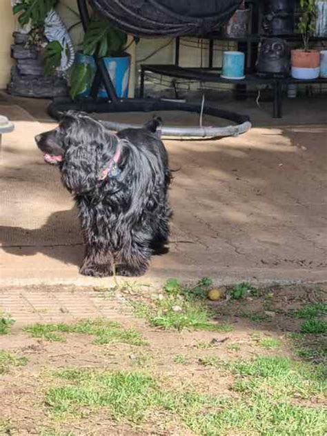 Cocker Spanial For Sale Dogs And Puppies Gumtree Australia Murray