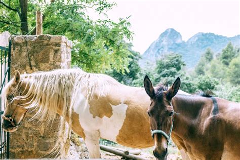 How Do Horses Mate Equine Reproduction Guide All About Horses