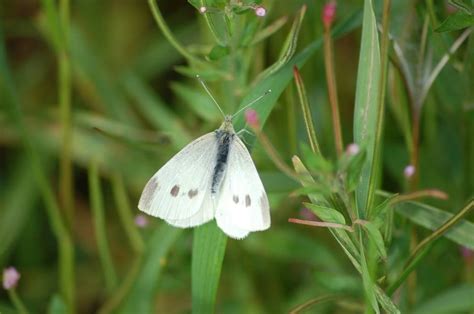 Float Like A Butterfly