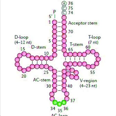 Clover Leaf Like Structure Of Trna The Trna Possess The Acceptor Arm Download Scientific
