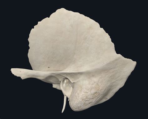Lateral View Of Left Temporal Bone Diagram Quizlet