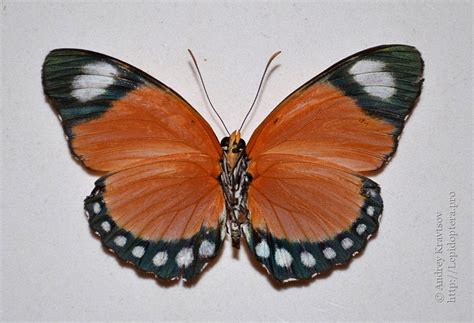 Photo 64037 Euphaedra Ruspina