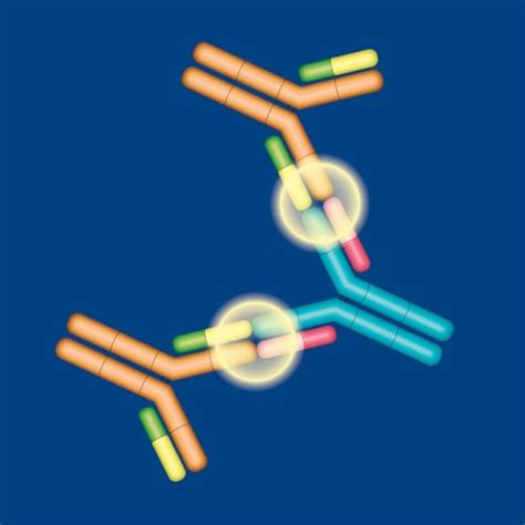 High Affinity Antibodies For Improved Analysis Of Antibody Drugs Bio Rad