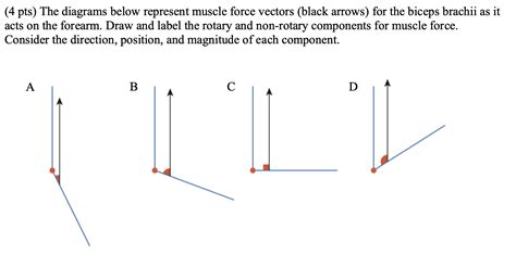Solved 4 ﻿pts ﻿the Diagrams Below Represent Muscle Force