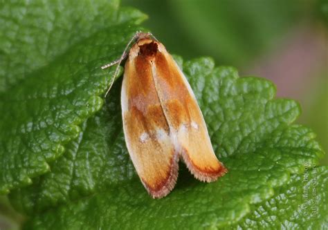 Photo 6144 Eulia Ministrana