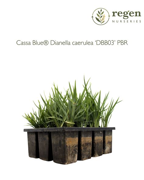 Buy Dianella Caerulea Cassa Blue Wholesale Online Regen Nurseries