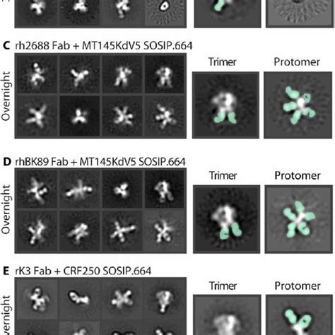 Env Degradation After Polyclonal Fab Incubation A Negative Stain 2d