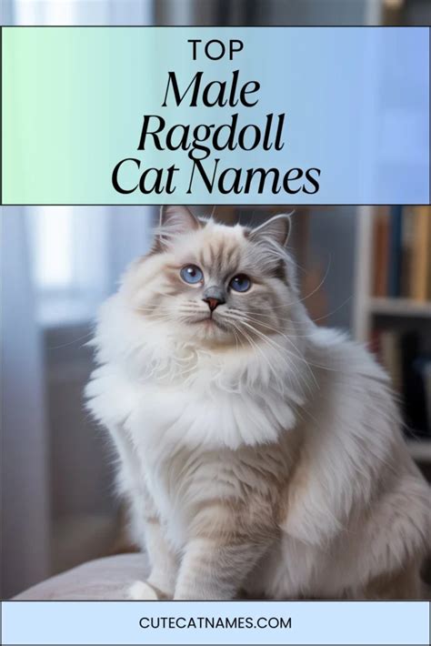 The Best Ragdoll Cat Names—elegant Cute And Perfectly Fluffy