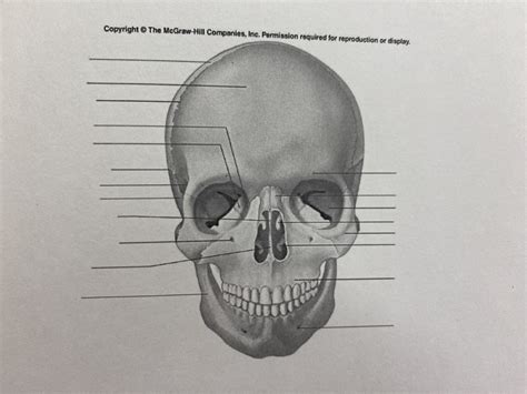 Facial Bones Label 1 Diagram Quizlet