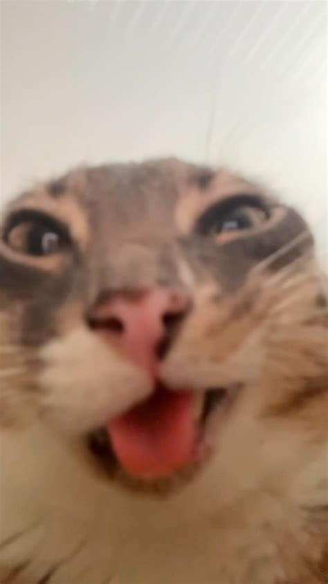 Rigby Cat Rigby After Seeing All These “best Cats Of All Time” Edits