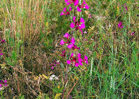 Native Pollinator Meadow Seed Mix 2 For The Inland West — Northwest