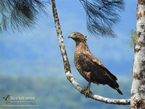 Philippine Serpent Eagle In Palawan