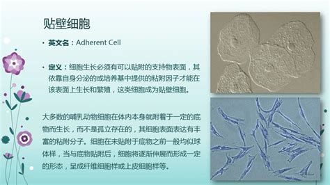 细胞传代培养（悬浮、贴壁） 哔哩哔哩