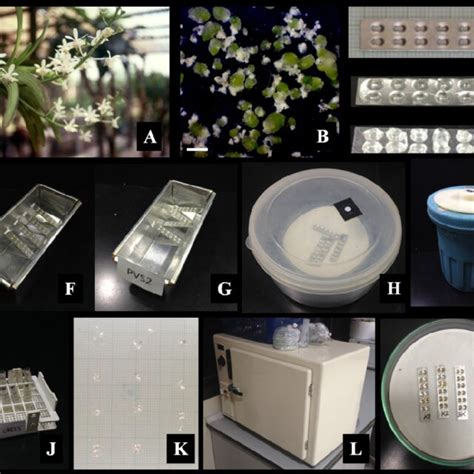 Cryopreservation Protocol For Cryopreserved Plbs Of V Lilacina A V Download Scientific