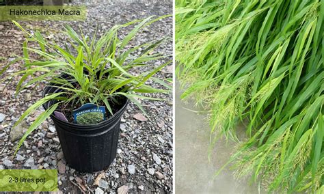 Hakonechloa Macra Japanese Forest Grass Hakone Grass Garden Plants Online