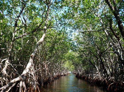 Mangrove Tree In Rainforest