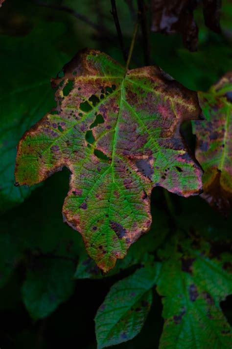 Close Up Of Big Green Fall Leaf Stock Image Image Of Fallbackground Forests 195108565