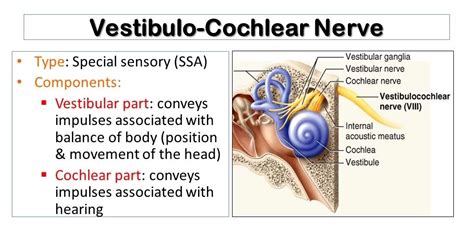 Vestibulocochlear Nerve Model The 12 Cranial Nerves Are I Olfactory
