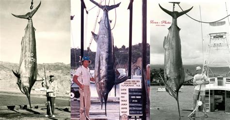 World Record Marlin Biggest Black Blue And Striped