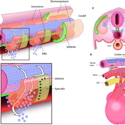 Pathway Of Catecholamine Biosynthesis Synthesis Of Epinephrine And