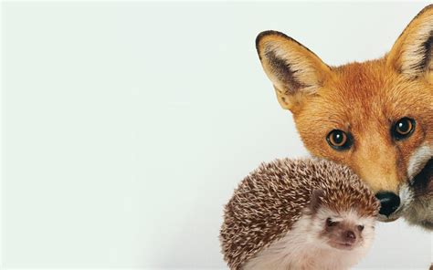 Hedgehog And Fox