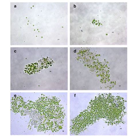 Pdf Flocculation Characteristics Of A Bioflocculant Produced By The