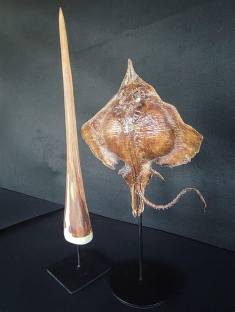 Rostrum Race Taxidermy Makaira Nigricansrajiformes Catawiki