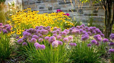 The Timeless Allure Of Millennium Allium Landmark Landscapes Inc