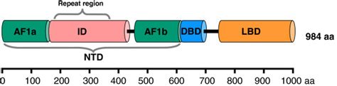 Domain Structure Of The Human Mr The N Terminal Domain Ntd Is Download Scientific Diagram