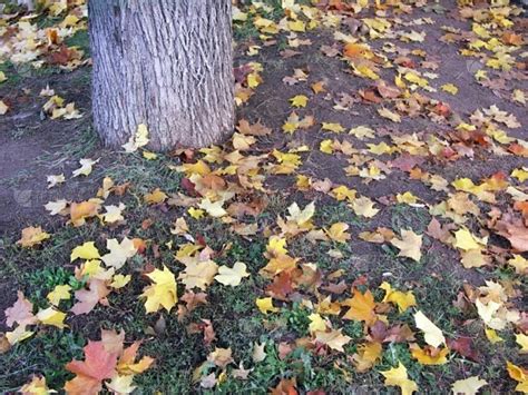 枫树叶子自然黄色季节黄金秋天图像日光金色
