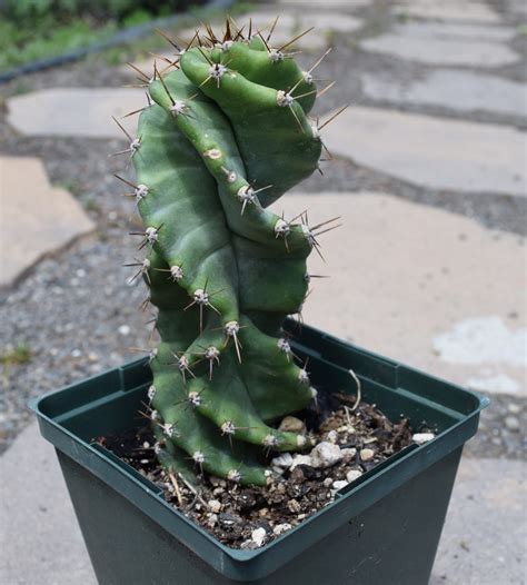 Cereus Forbesii Cv Spiralis Cactus Kingdom Cacti And Succulents