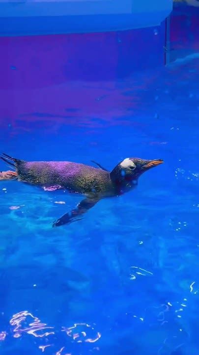 سنو عمان🥶🥶 Youtube