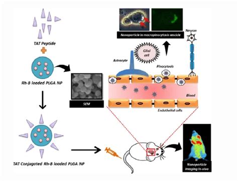 Bi Functional Aspects Of Peptide Decorated Plga Nanocarriers