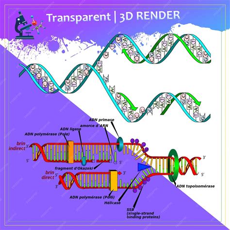 Premium Psd Dna Rna Biochemistry Molecules Structure Protein Nucleic