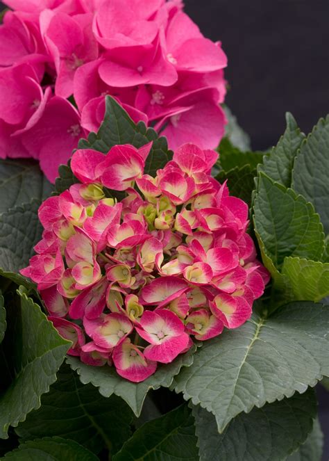 Cityline® Paris Bigleaf Hydrangea Hydrangea Macrophylla Proven Winners