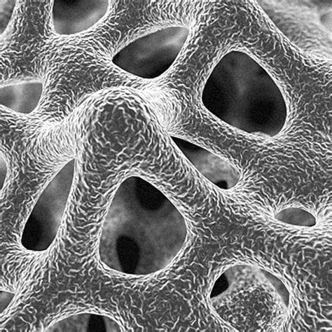Cell Structure 3d Model