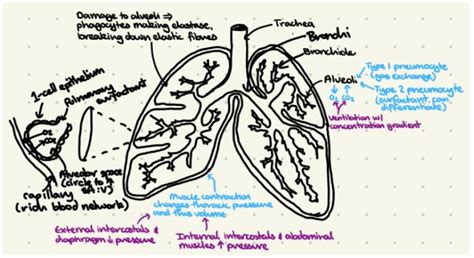 Ib Biology The Ultimate Guide To Perfecting Biology Drawings Updated