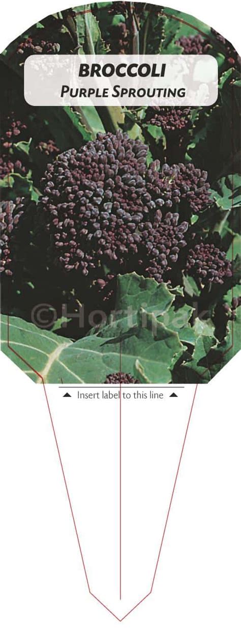 Broccoli Purple Sprouting Plant Labels Hortipak