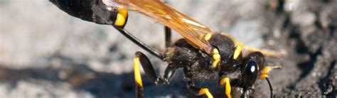 Mud Dauber Wasps In Long Island