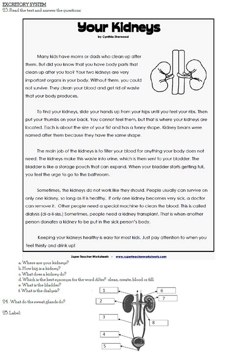 Natural Science 6 Grade 5 Excretory System