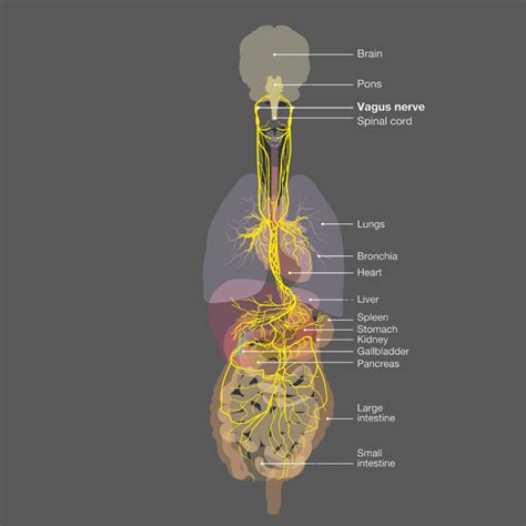 Vagus Nerve Anatomy 101