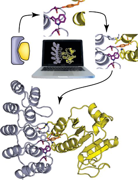 Protein Engineering By Directed Molecular Evolution At James Foley Blog