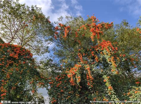 爆竹花摄影图花草生物世界摄影图库昵图网