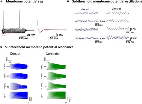 Subthreshold Electrophysiological Properties Of Stellate Cells In