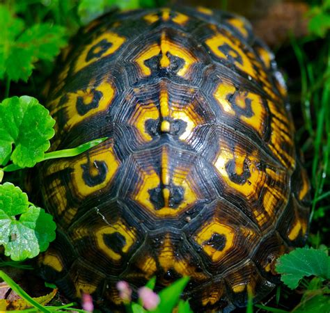 Box Turtle Shell Pattern