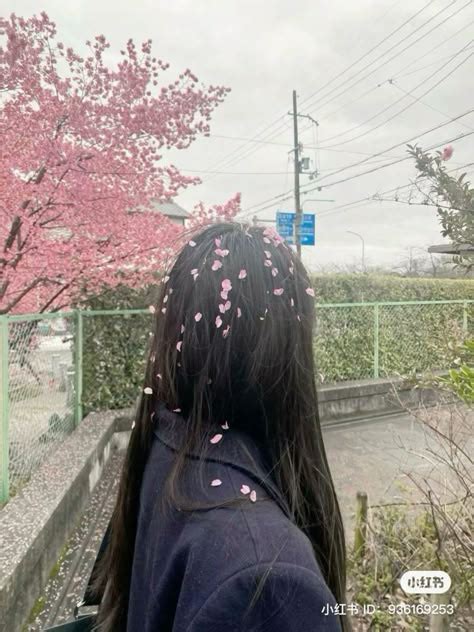 Cherry Blossom Pfp Aesthetic