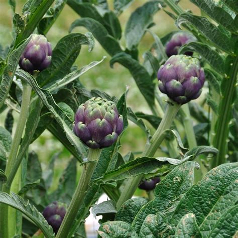 Artichoke Colorado Red Star Seed The Seed Collection