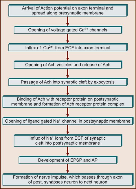 Synaptic Transmission Flowchart